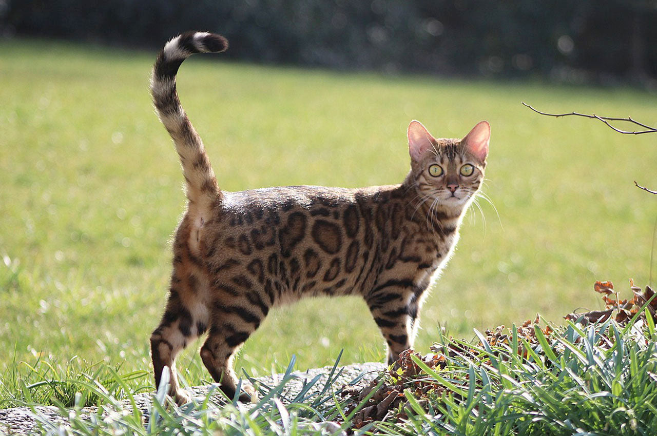 Guide pratique du langage corporel du chat – TWIGGY