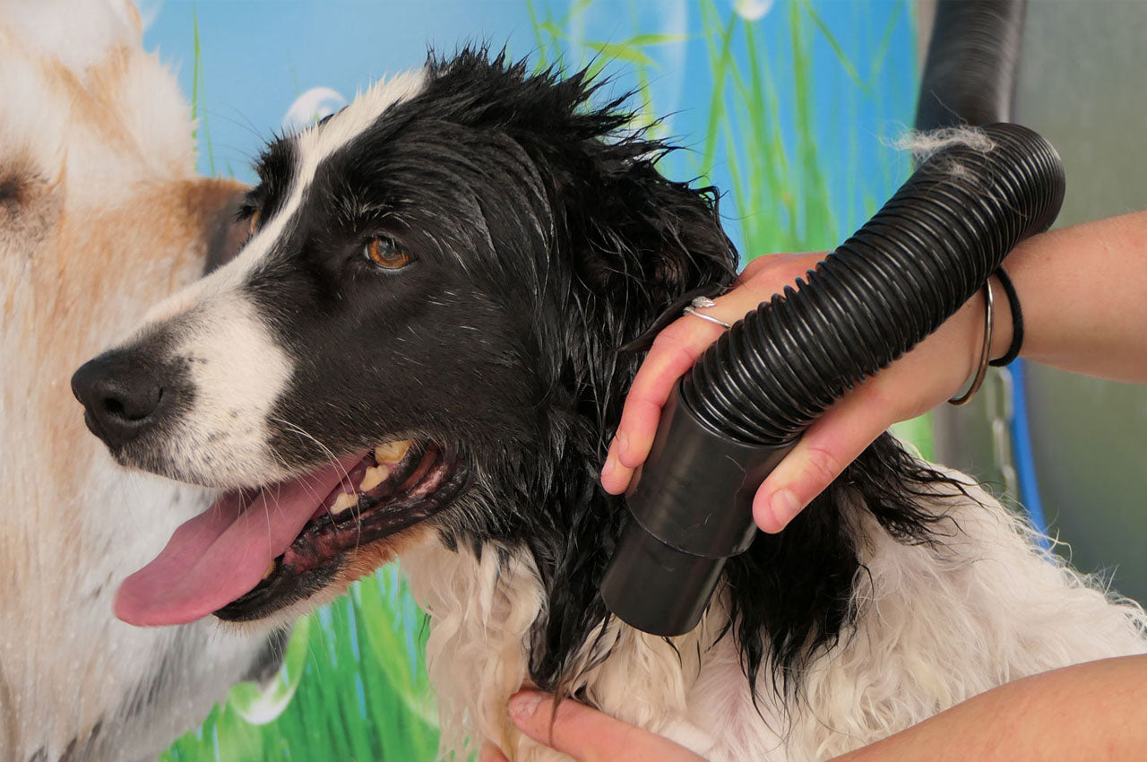 Le Dogwash : une station de lavage pour chiens – TWIGGY