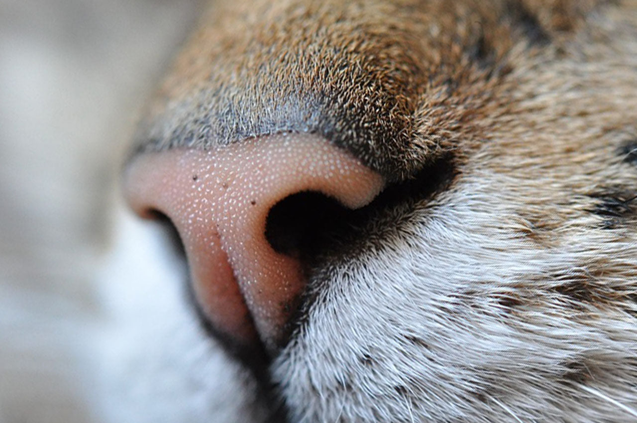 Découvrez les sens du chat – TWIGGY